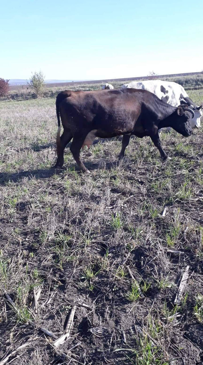 Vând vacă mulgatoare