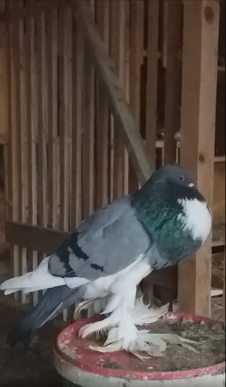 Porumbel promeran mascul