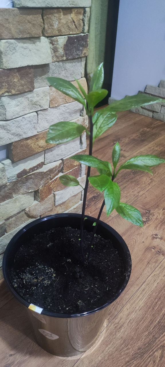 Copac de avocado la doar 300 lei