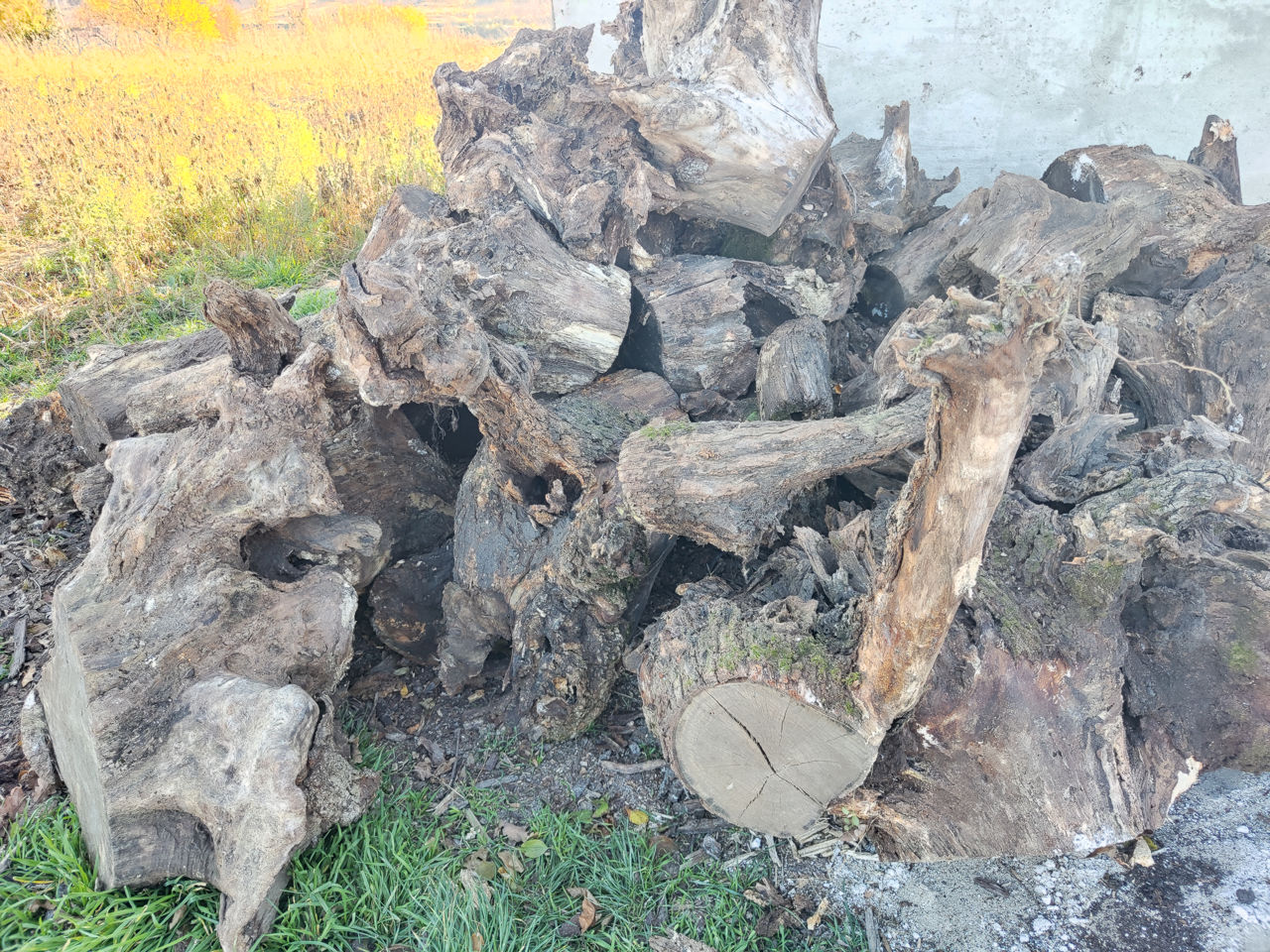 Vând tulpini de copac și rădăcini