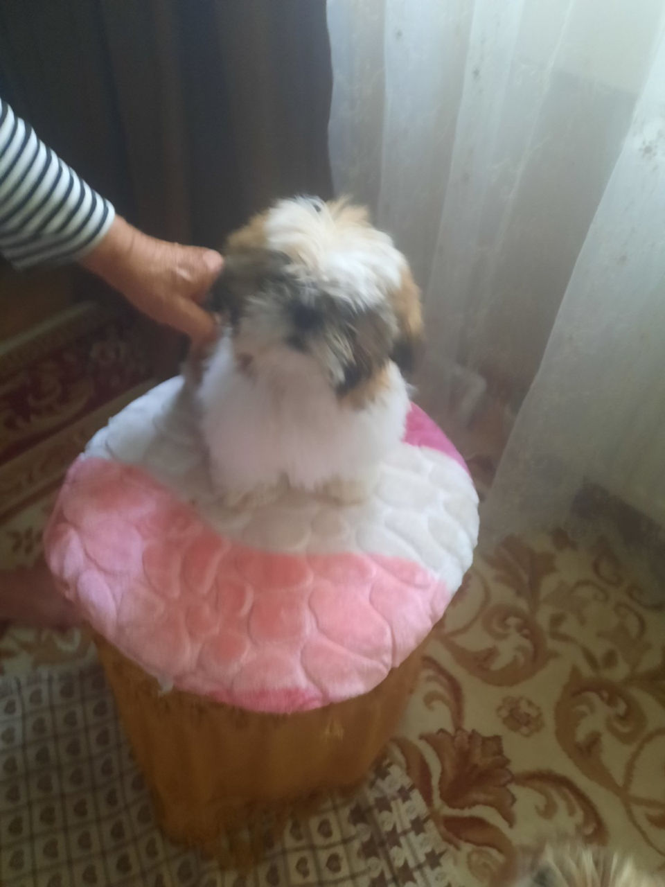 Продам очень шустрый и умный шинок