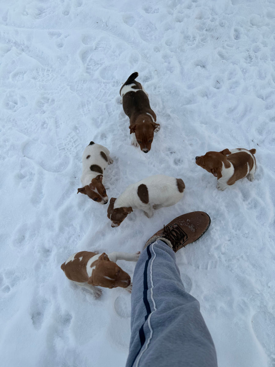 Jack Russell Terrier