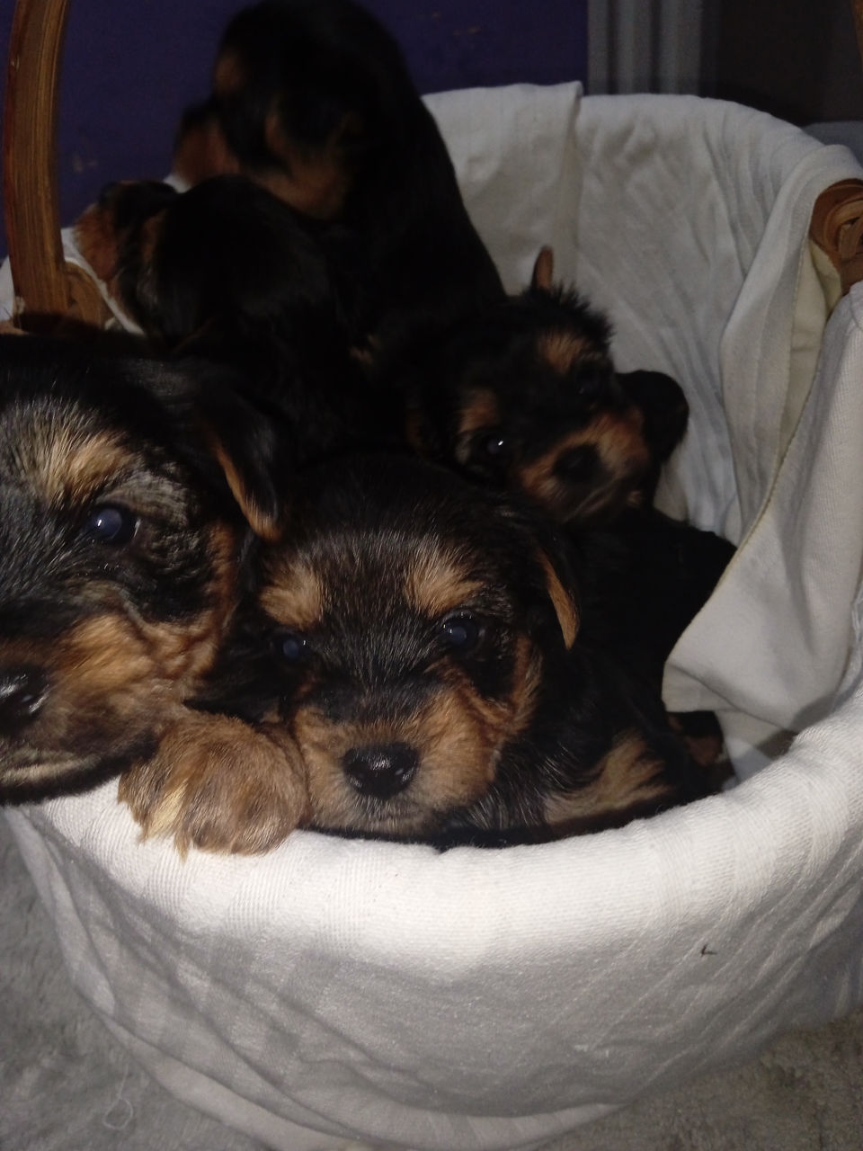 De vinzare catelusi de rasa curata