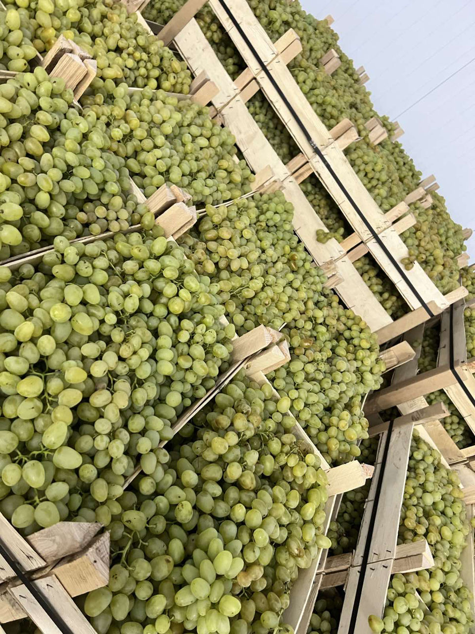 Struguri Arcadia si Prezentabil