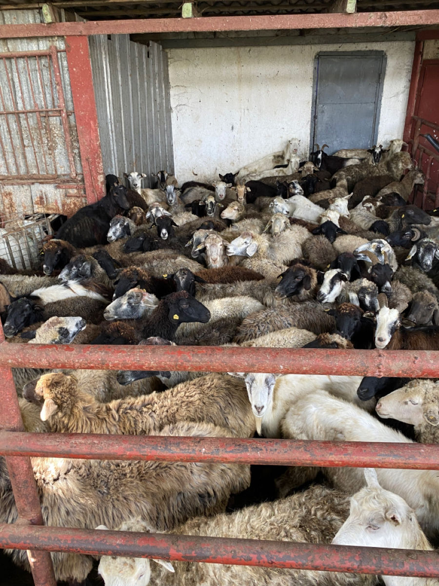 Cumpar oi capre Toata moldova!