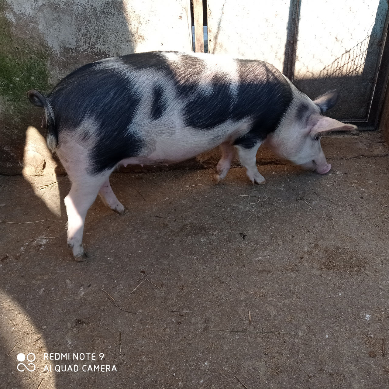 Vind doua purcele inre 45 si 50kg.pretul 6700lei