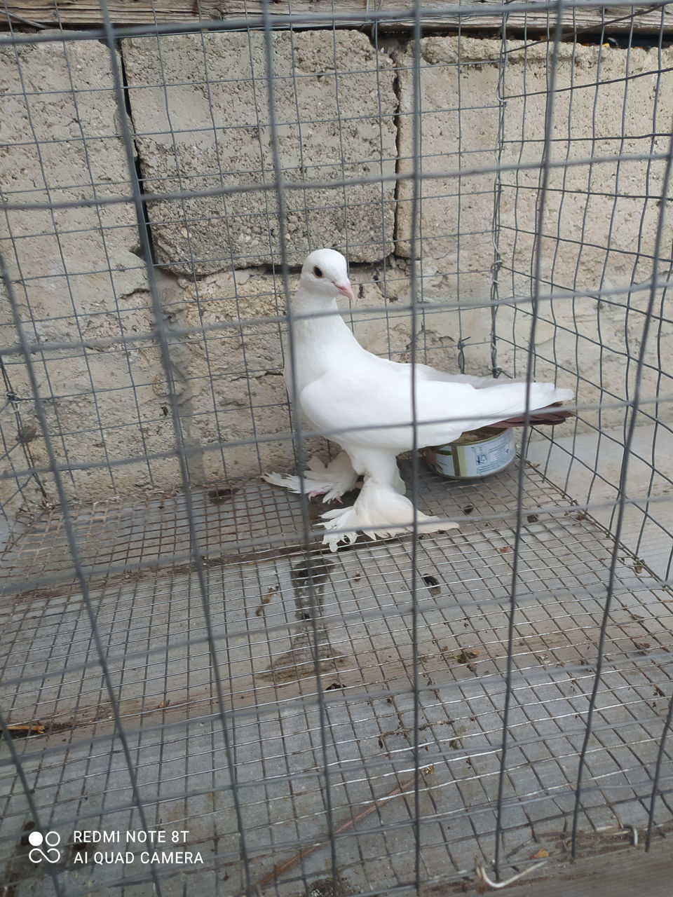 La vinzare porumbei de rasa curata