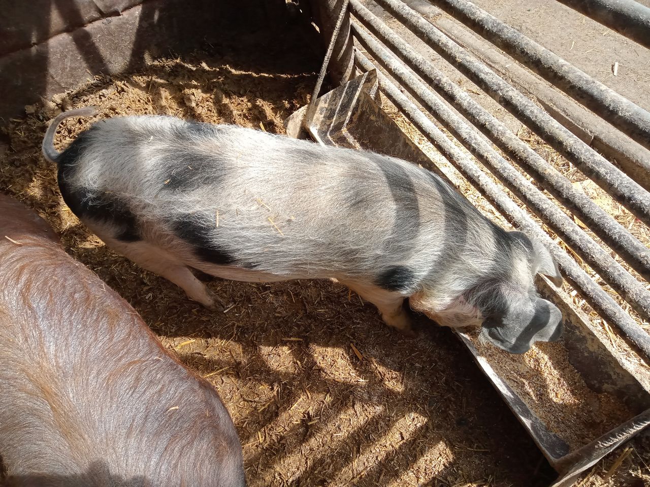 Schimb o purcica de vreo 35/40 kg pe un verisor