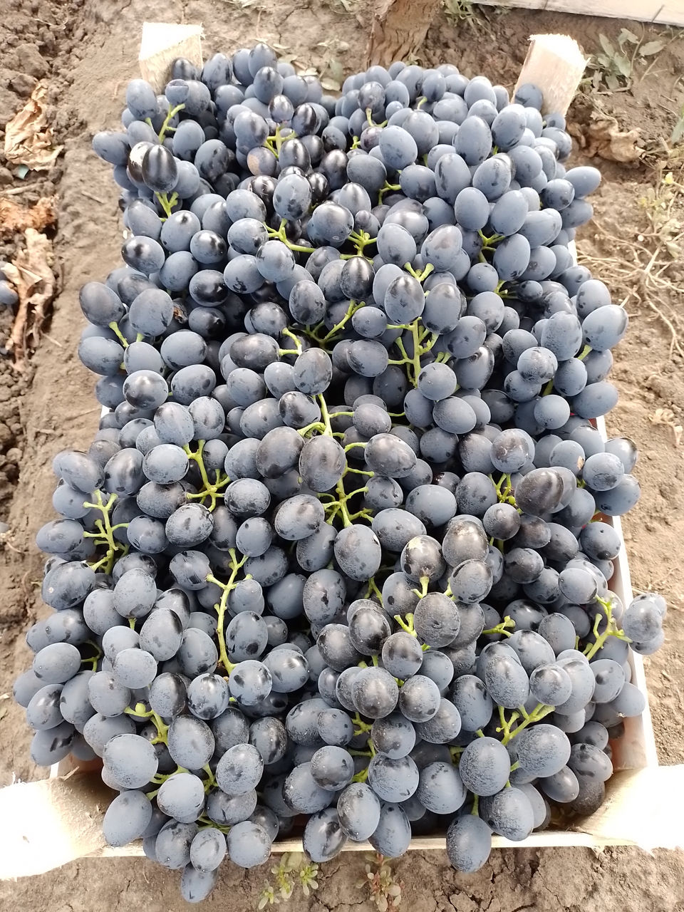 Poama moldova din frigider culeasa la data de 8,9.10.2022