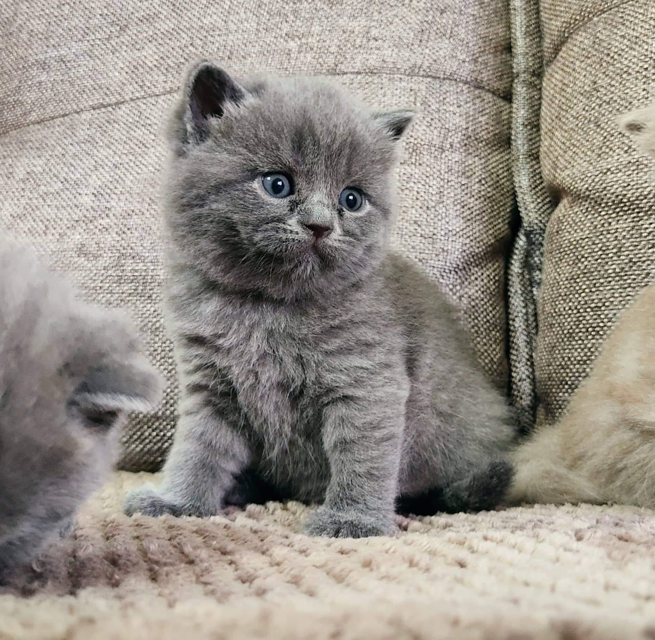 Pisici rasa British / britanică