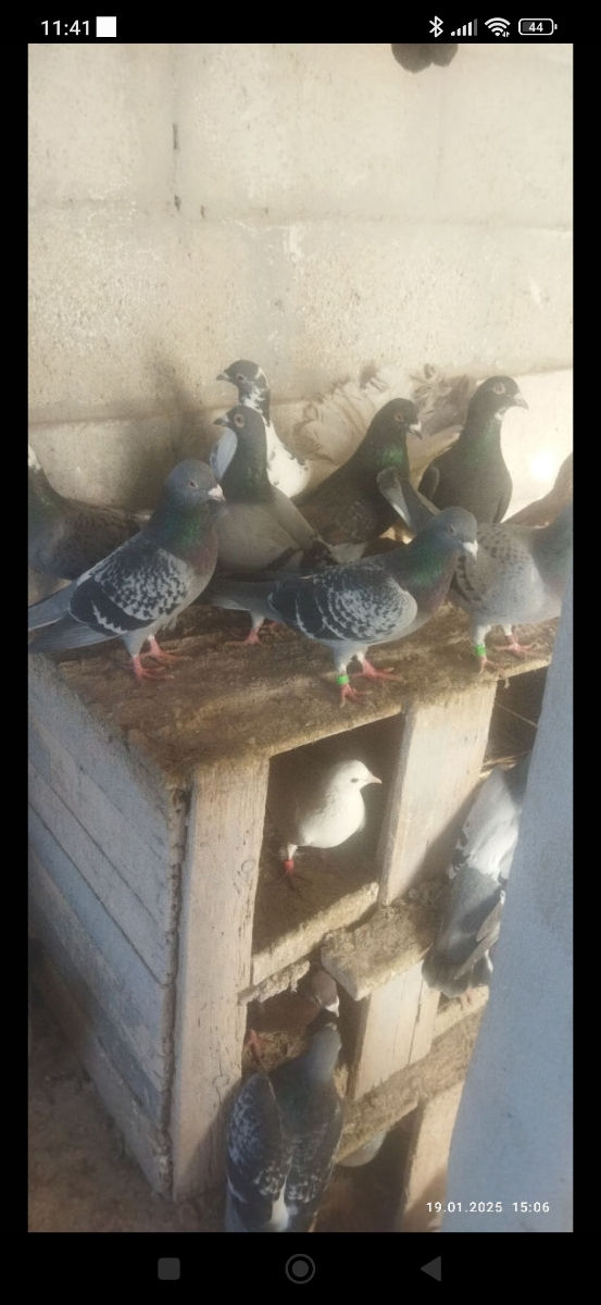 Porumbei