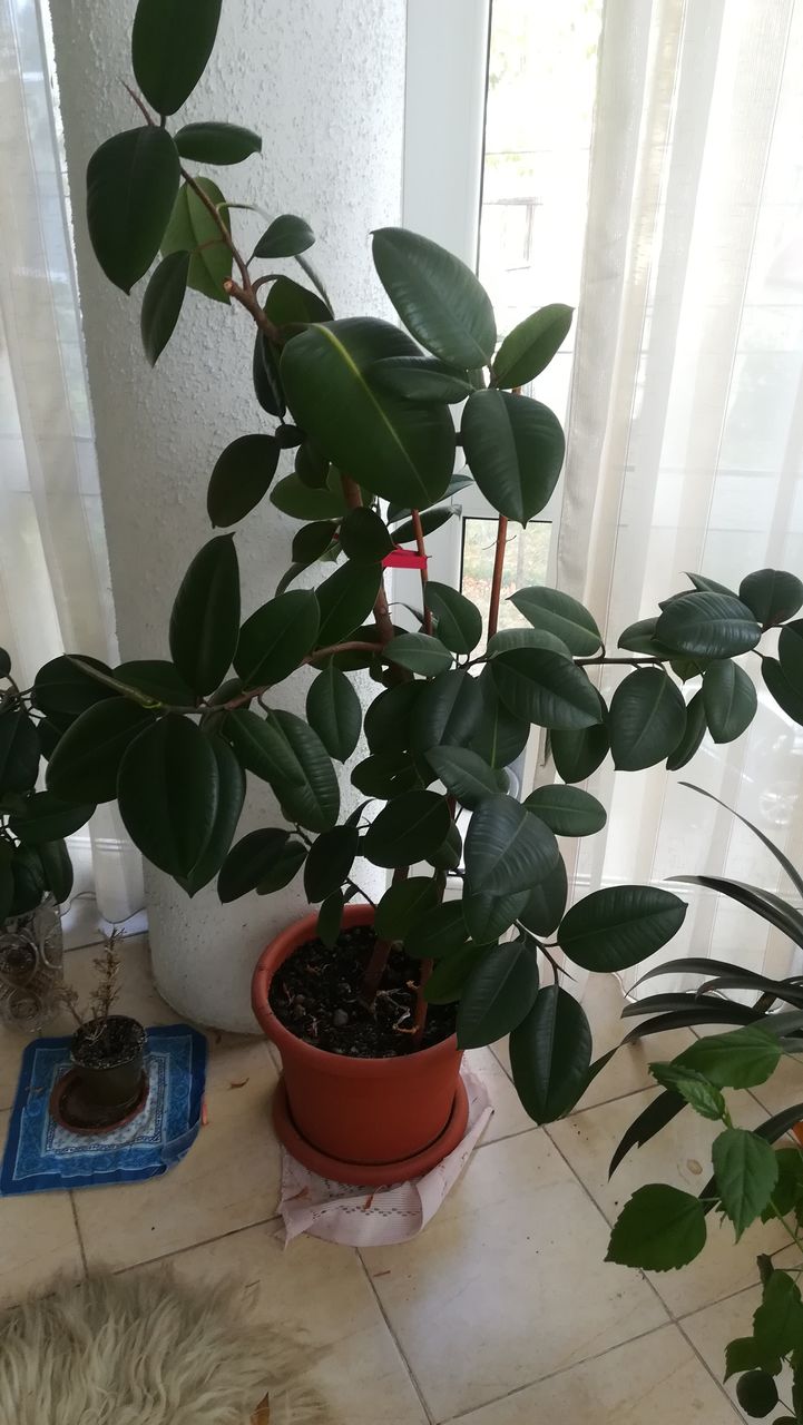 Продаю фикус и денежное дерево