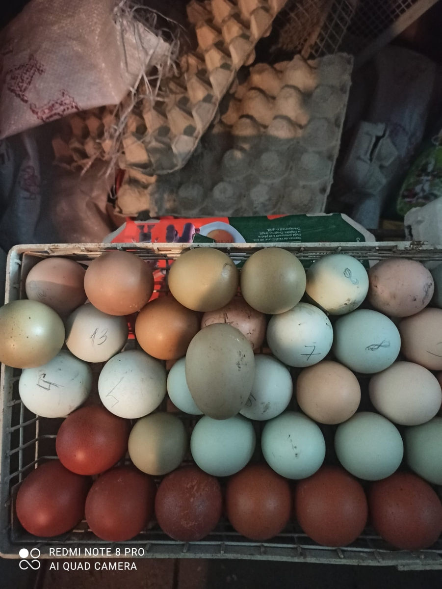Uheilyi ,marans,,oua colorate,,si alte specii Uheilui oua, pui la comanda