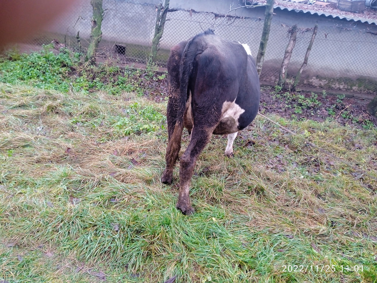 Se vinde vaca de-a fata