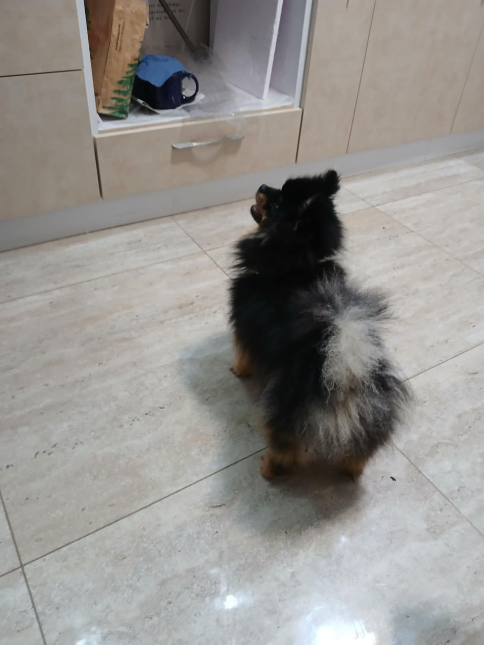 se vinde caine de rasa spitz