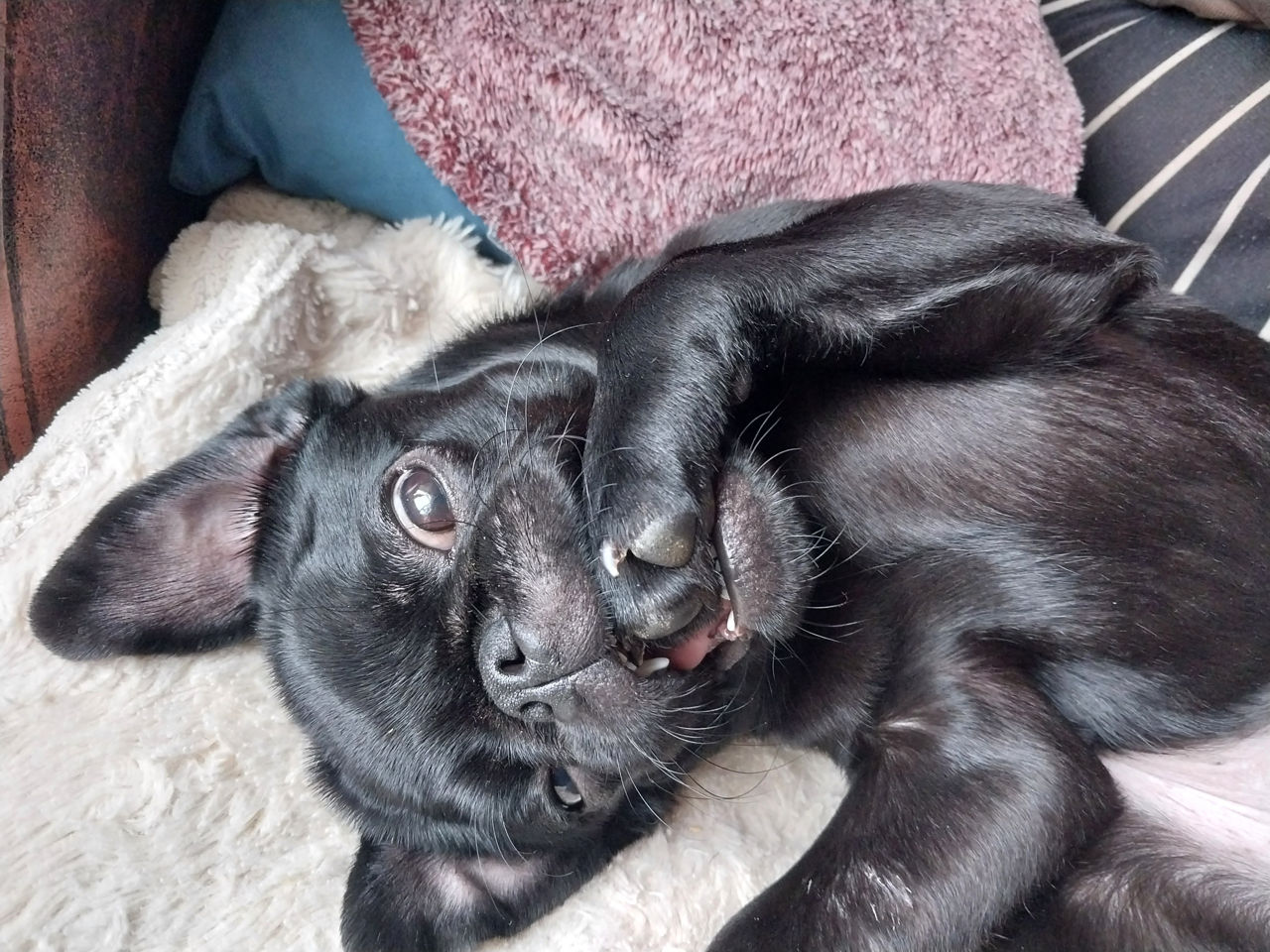 Urgent se vinde Mops