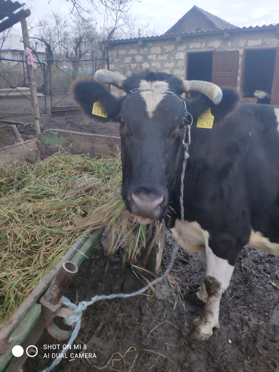 Vind vaca buna de lapte se mulge pina fata foarte cuminte.