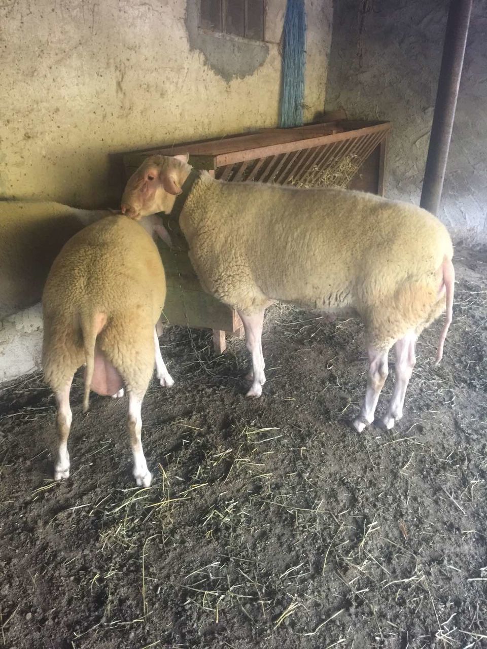 Vînd berbec rasa pură friza