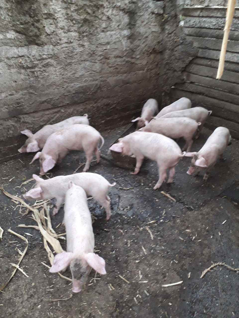 Vindem purcei,frumosi si sanatosi. Rasa de carne.