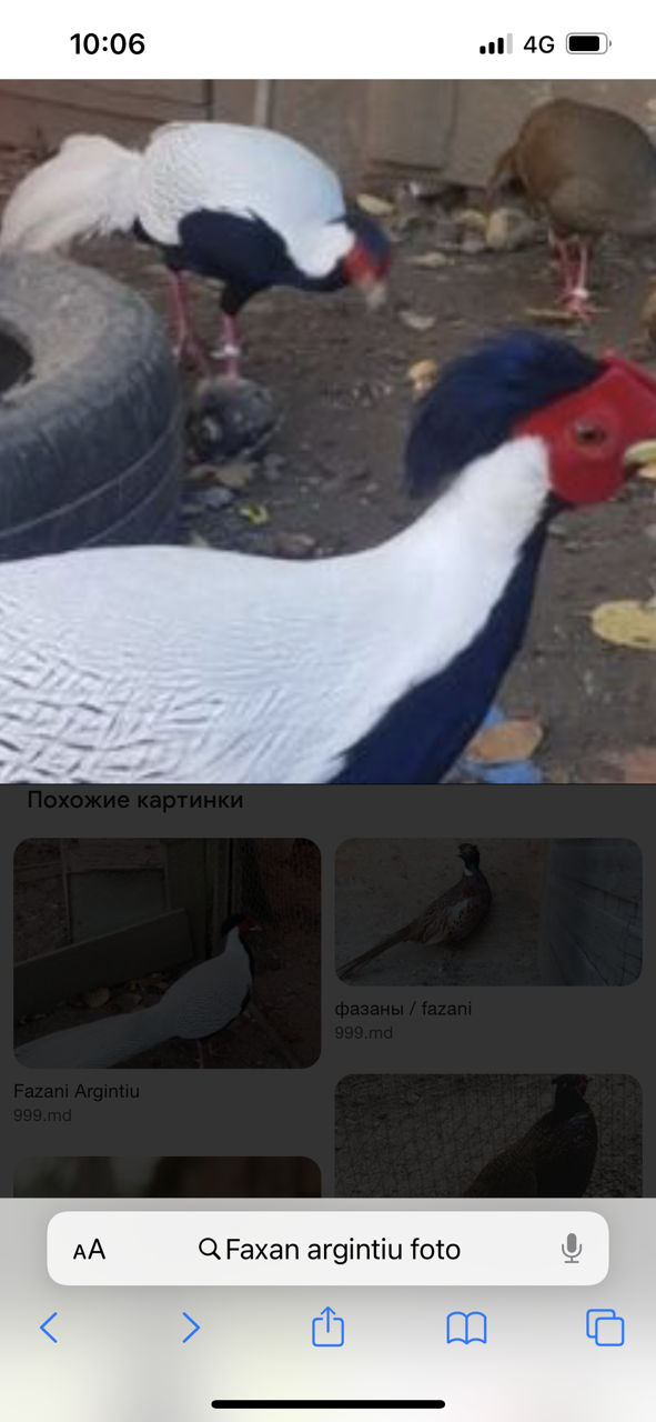 Fazan argintiu mascul