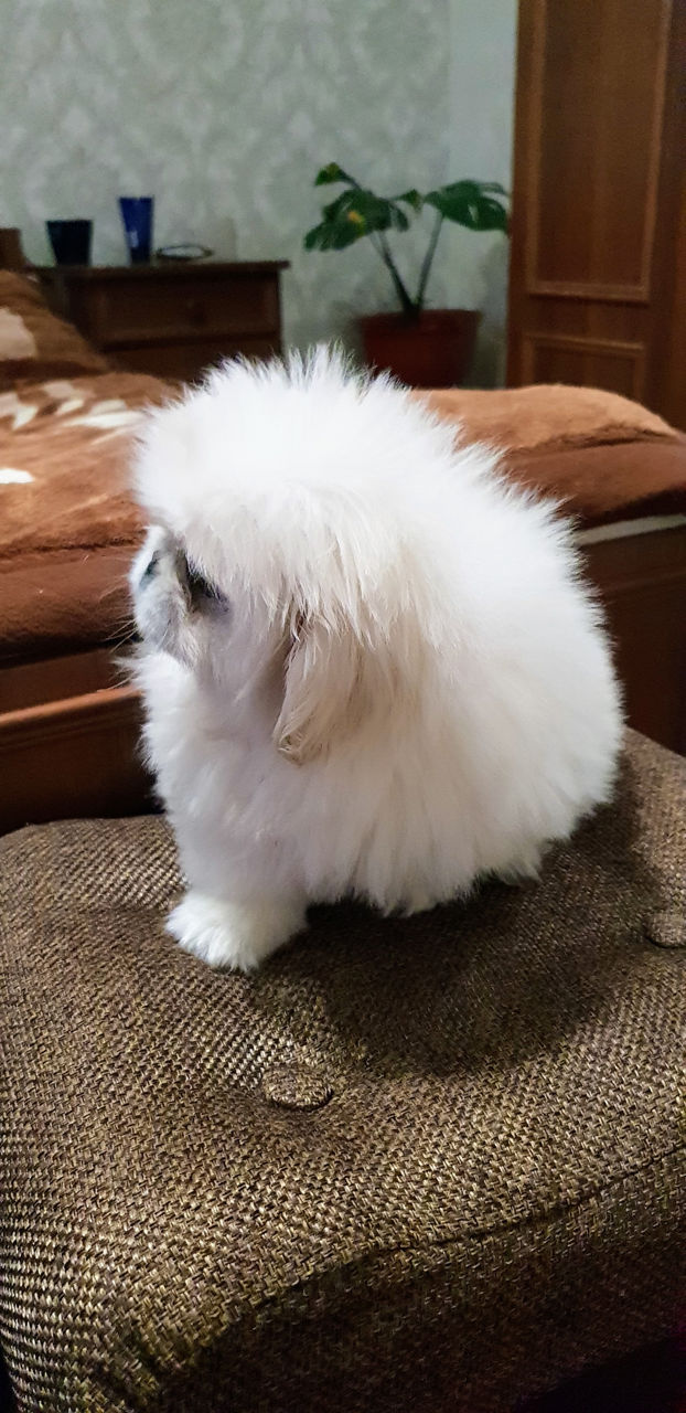 Catei pecinezi imperial