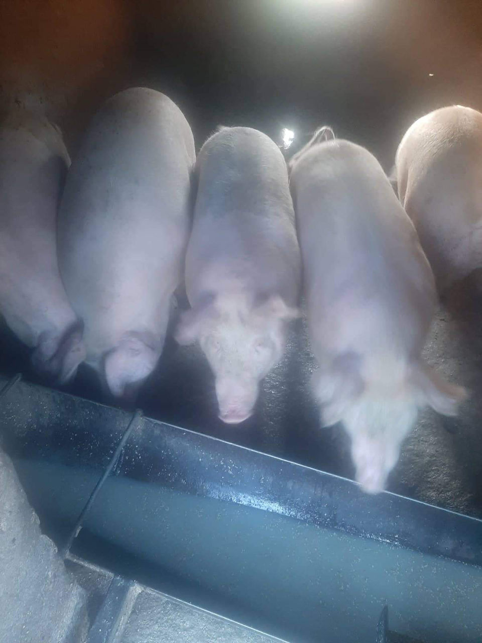 Vind porci mari si scroafe afata crescuti acasa