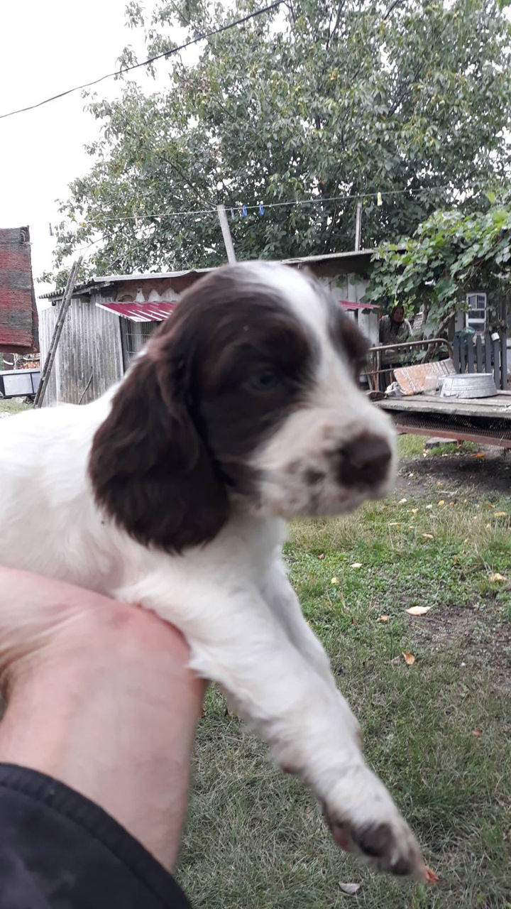 Vînd pui de câine de vânătoare - Spaniel rusesc