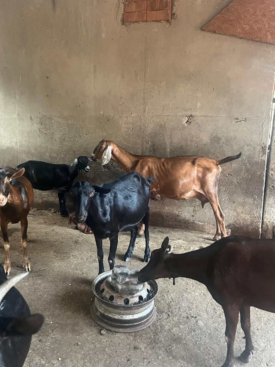 Capre si țapi de rasa Murciano Granadina