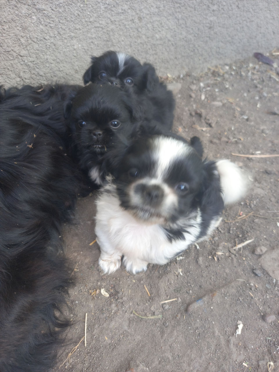 Vând căței de pechinez