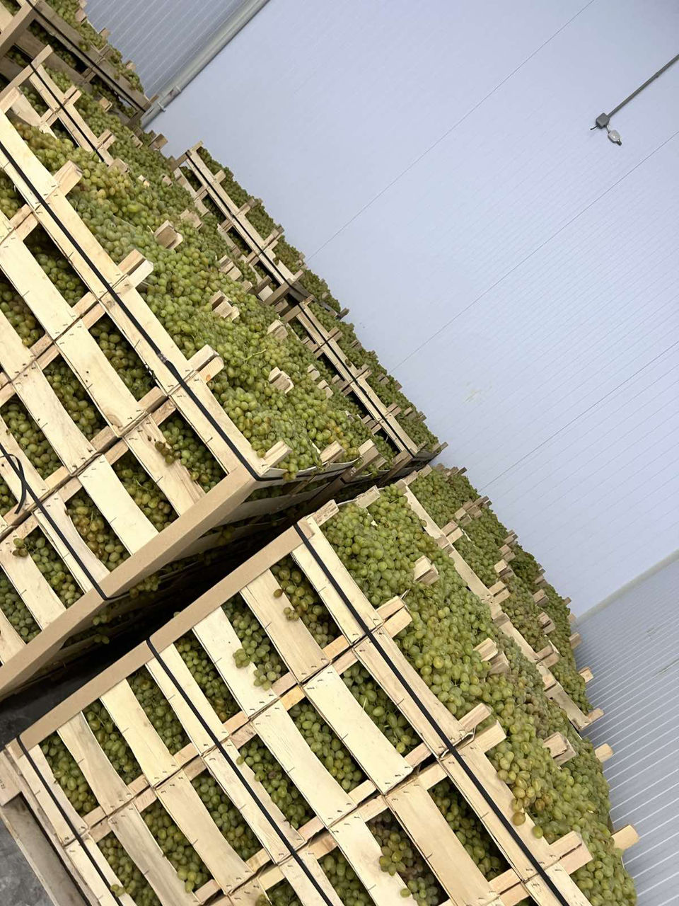 Struguri Arcadia si Prezentabil