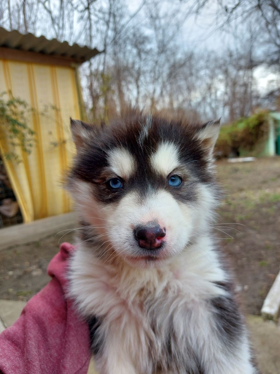 Vind Cînişori Haski