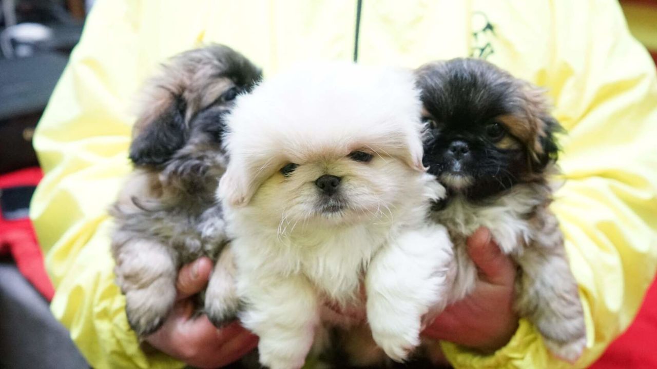 Pechinez imperiali jucausi, sănătosi Aduc şi La Comandă în Toată Moldova