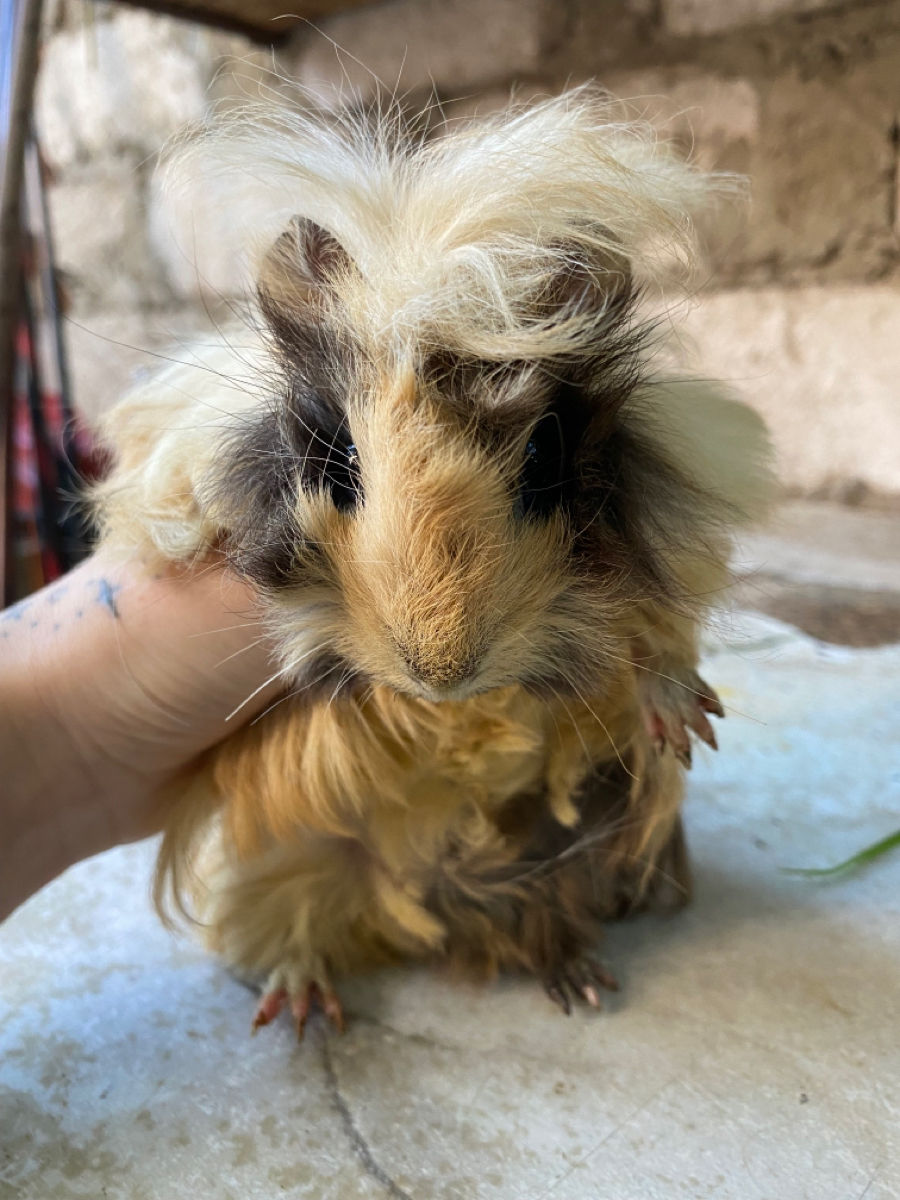 Porcușor de guineea