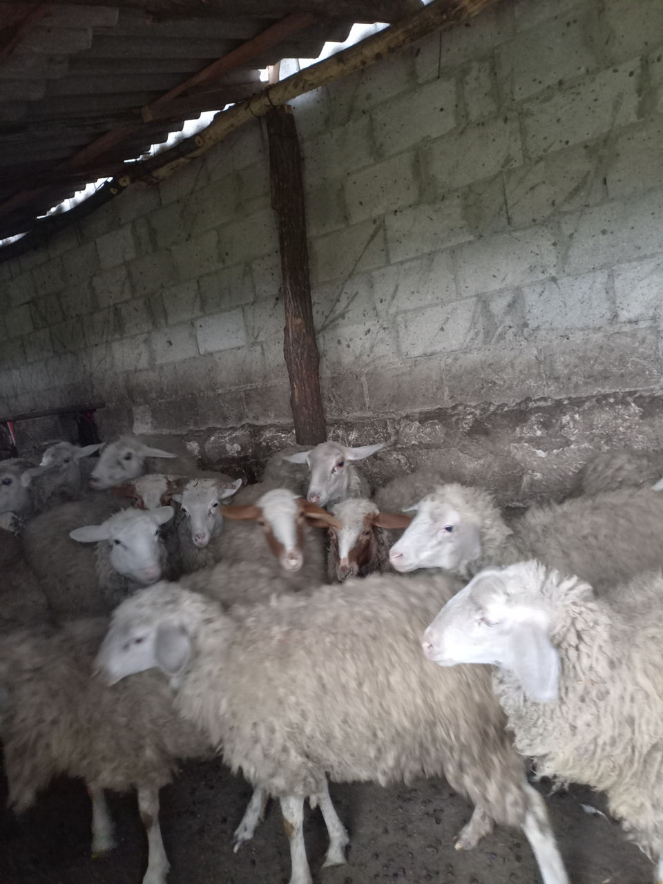 Vind 20 de kirlani rasa Asaf metis