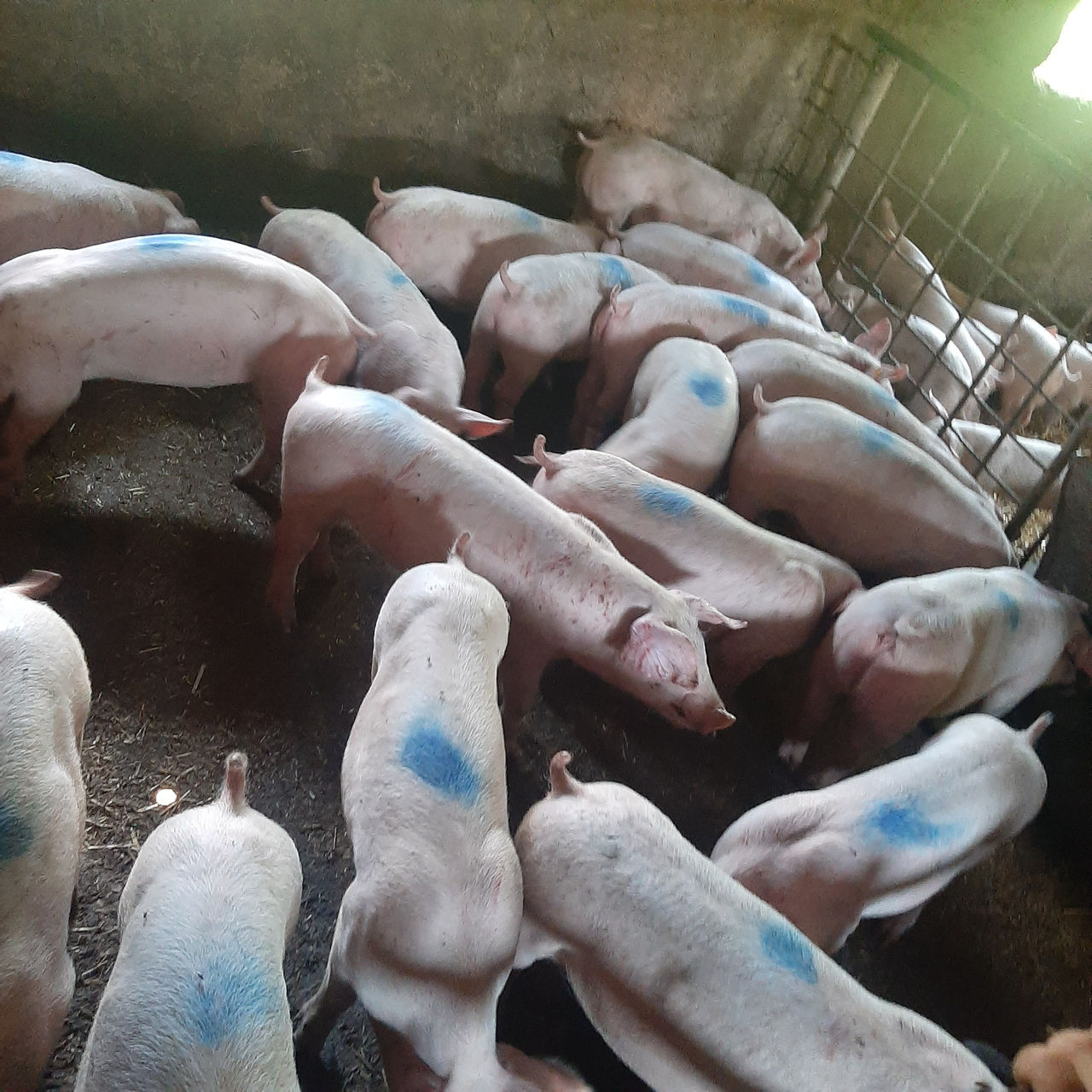 Vind purcei de rasa landras +pietrean cîntaresc25-30 kg