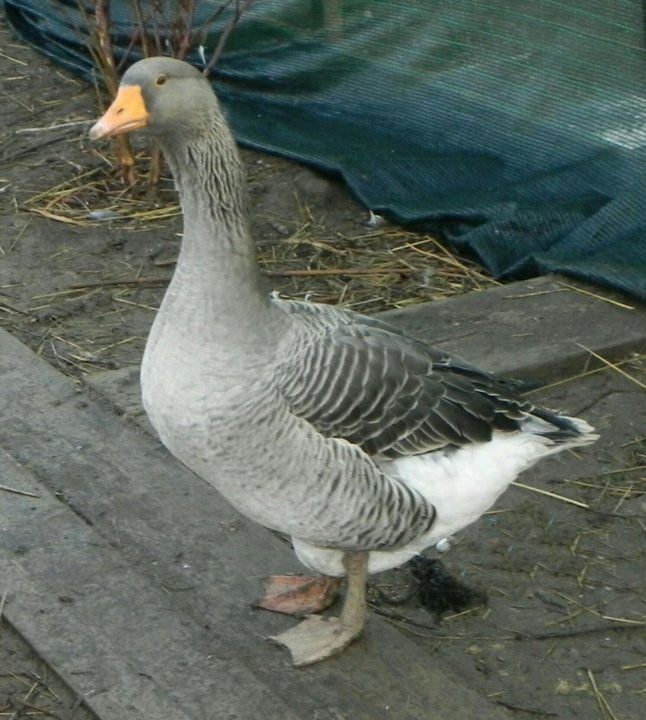 Cumpăr gânsac de rasă