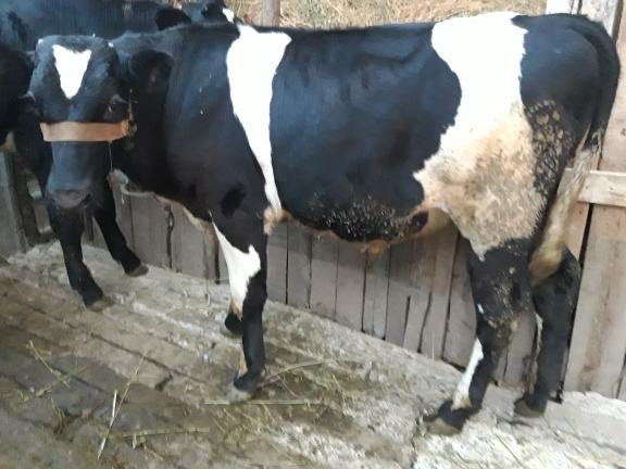 Vand vaca si Vitica!