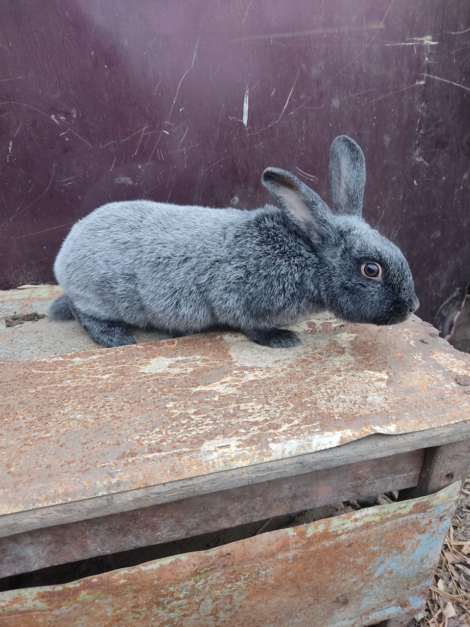 Mascul argintiu de poltava vind sau schimb