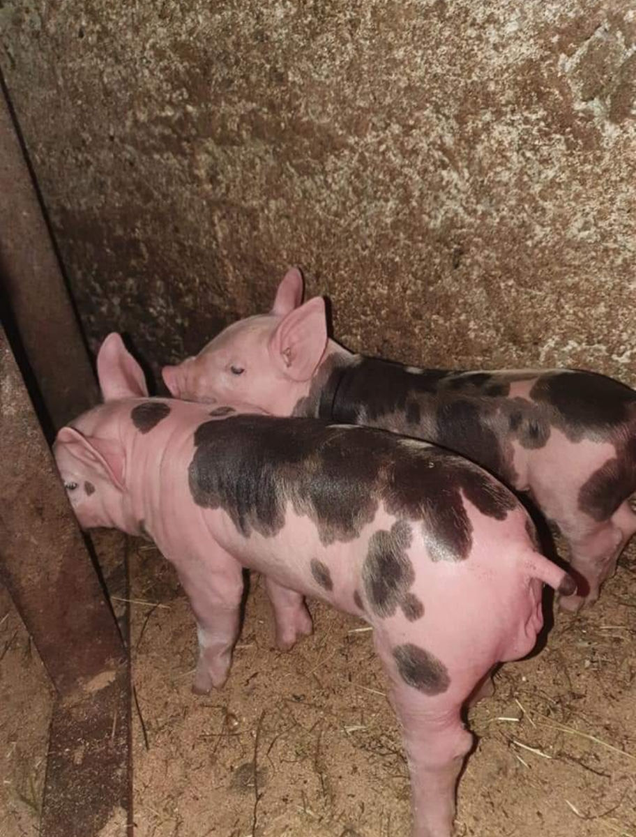 Purcei mici, scroafe de rasa