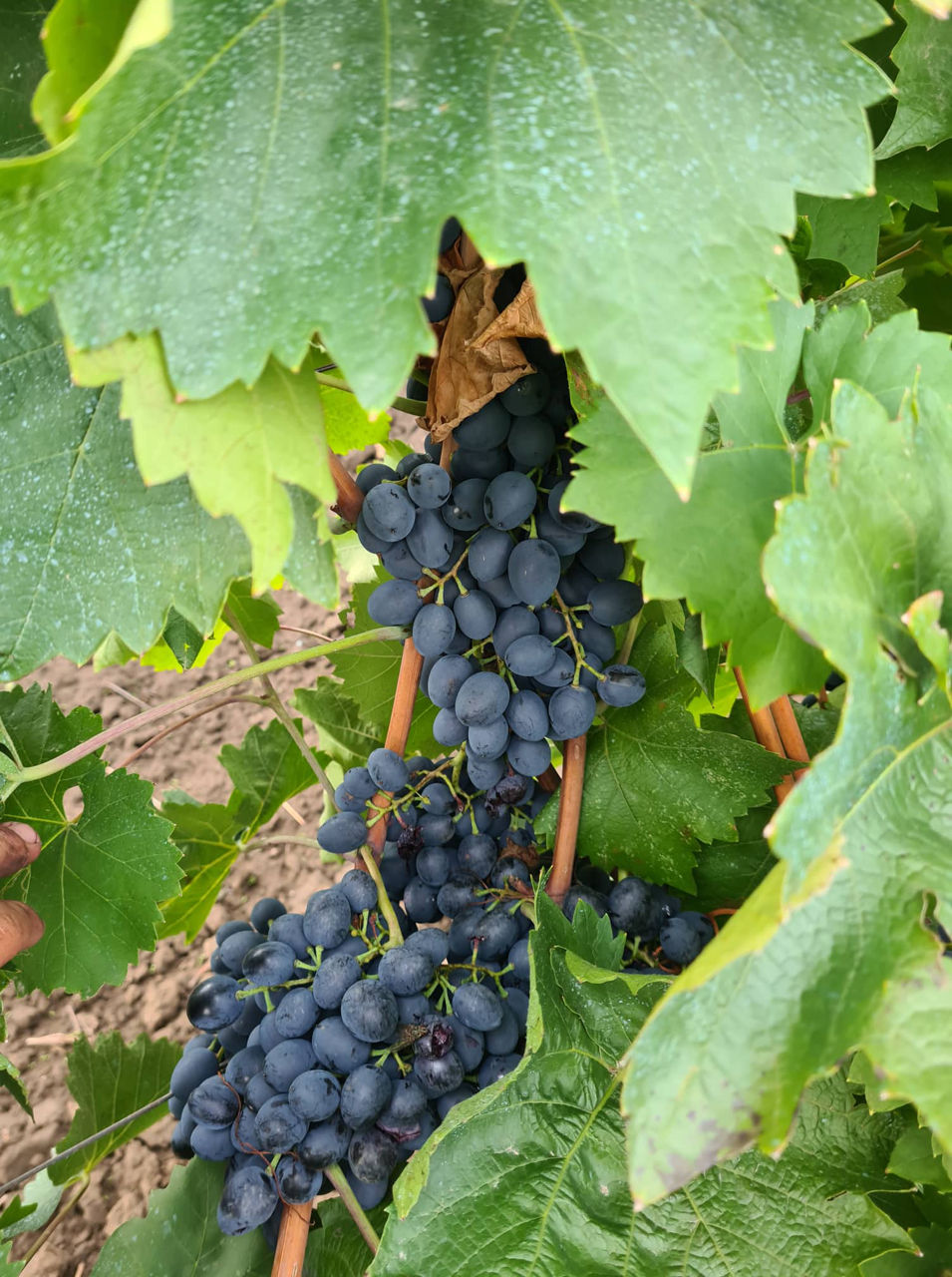 Vind 30-40 tone de struguri Moldova pentru Export 5.50 lei/kg