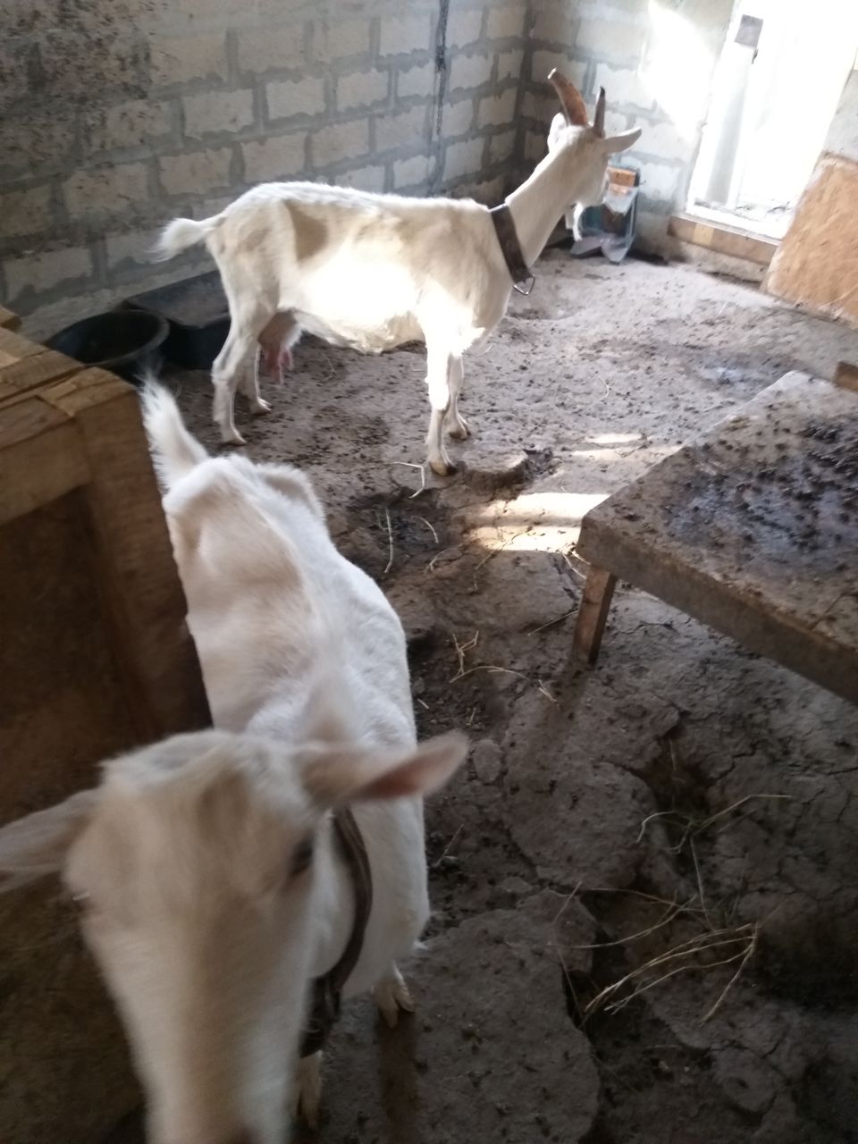 Vînd 3 capre si un țap de raă senen