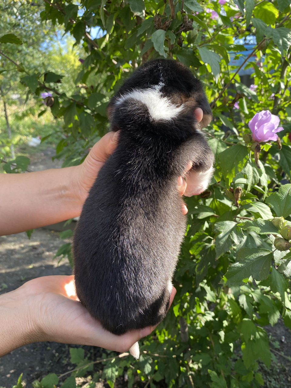 Vând cățeluș de rasă Beagle