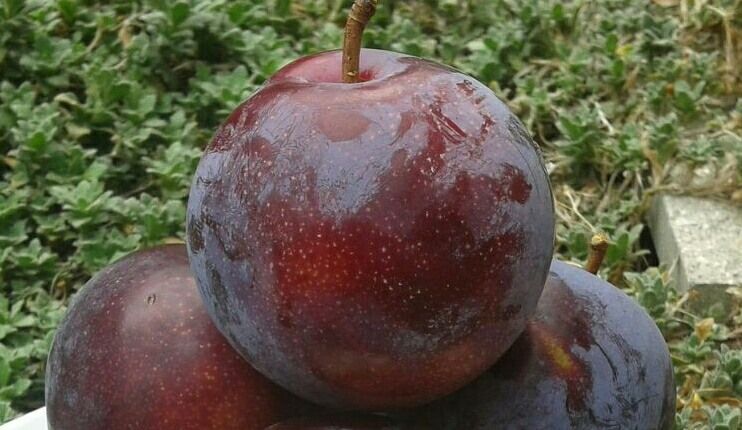 Vand pomi de pruni Toamna 2017