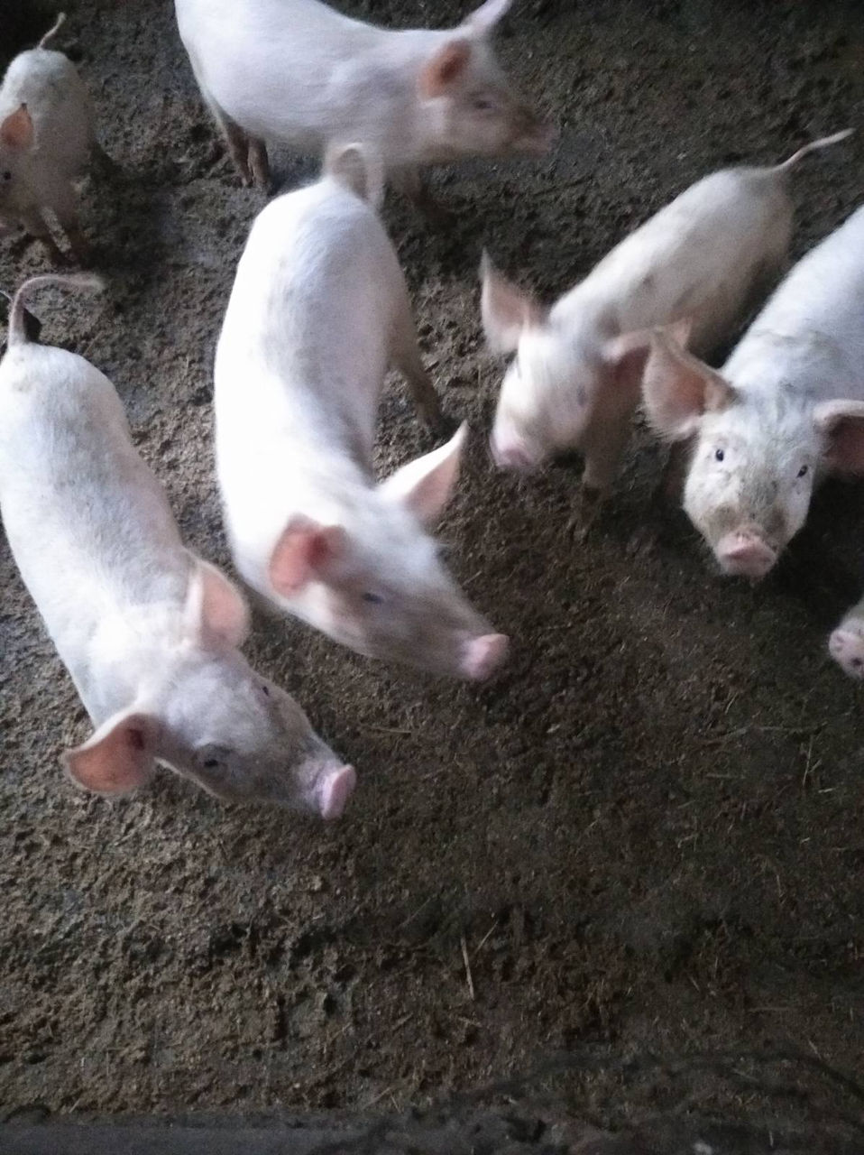 Purcelusi de vinzare