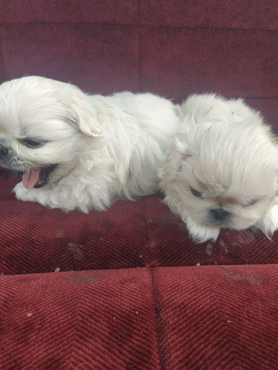 Vind cătelusi pechinez