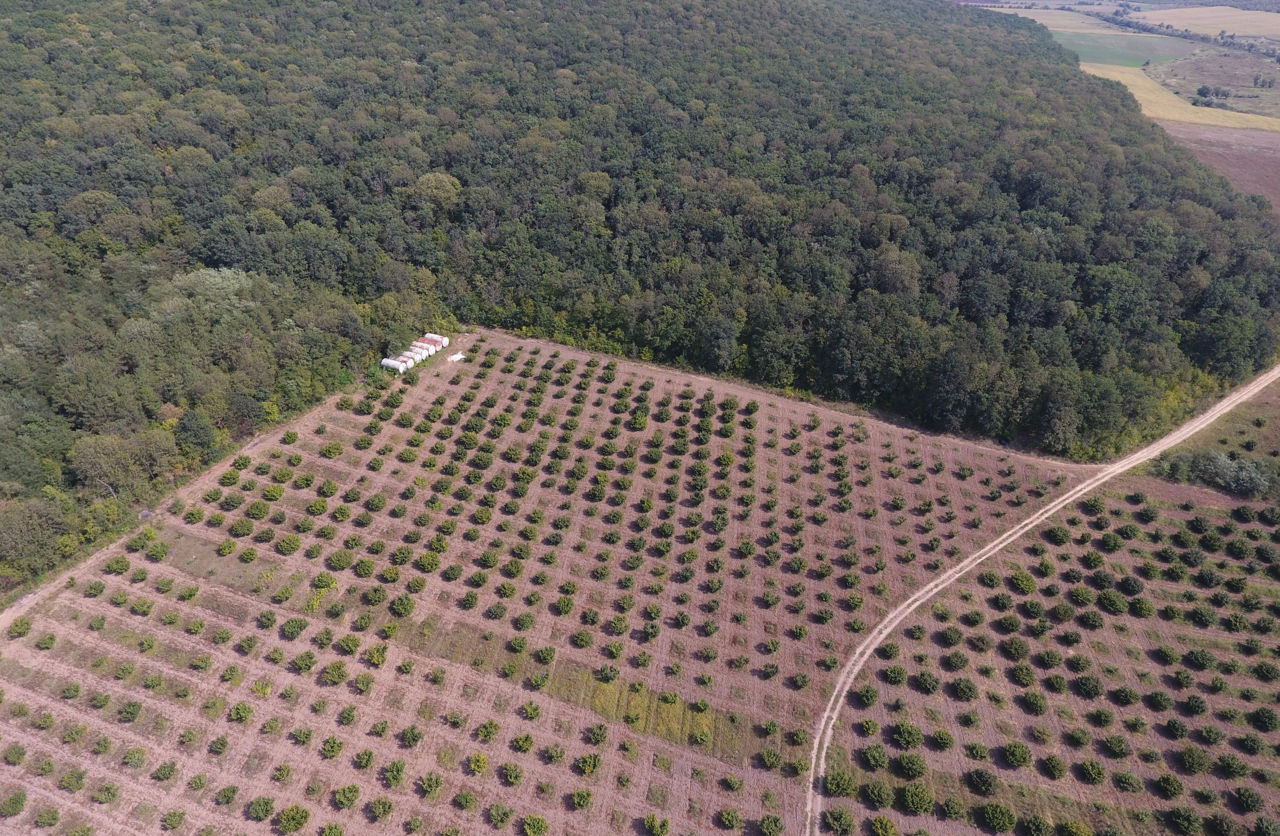 Vind livada de Alune /Funduc 12 ani