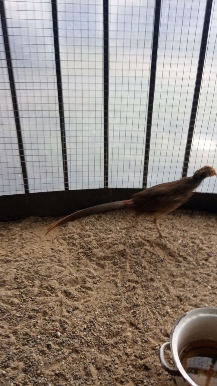 Fazan de aur (золотой)