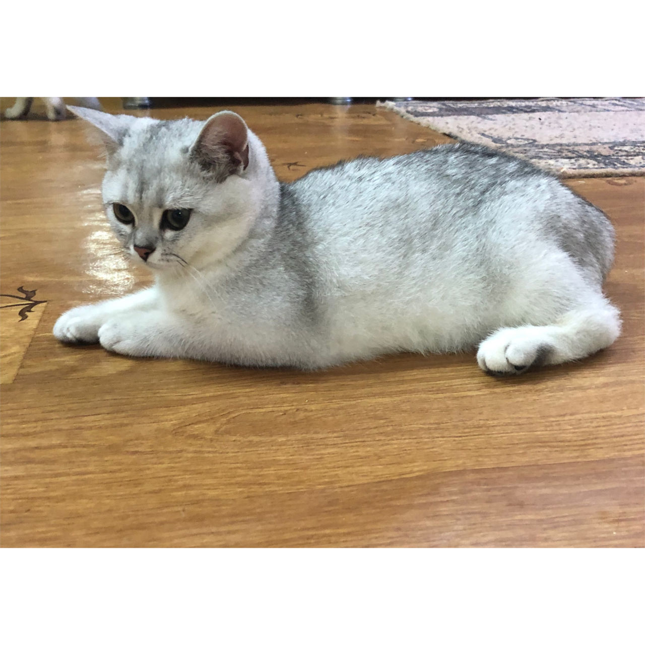 Este in vinzare pisica de rasa sinsilla.