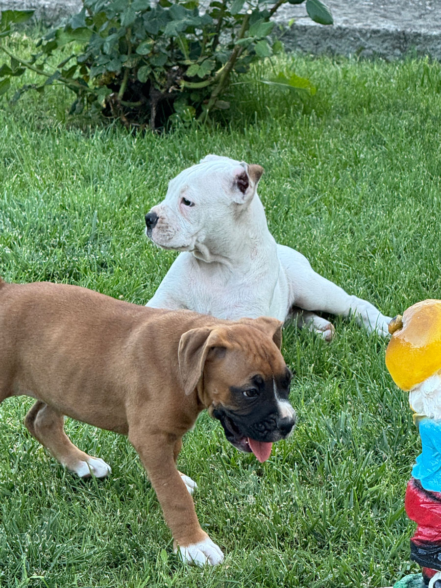 Cățeluși Boxer german 3 luni