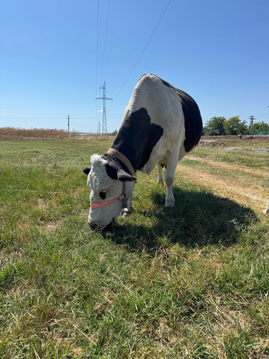 Se vinde vaca foarte bună și cuminte a 6 fătare ne aflăm în satul Zaim rn Căușeni prețul negociabil